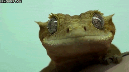 Winking Lizard Gif
