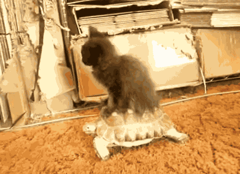 GIF ride - animated GIF on GIFER