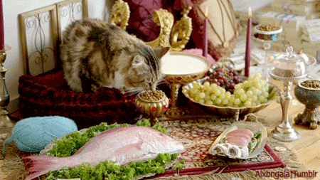 GIF funny animation binge - animated GIF on GIFER