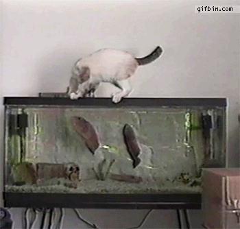 Cat scared fish GIF - Find on GIFER