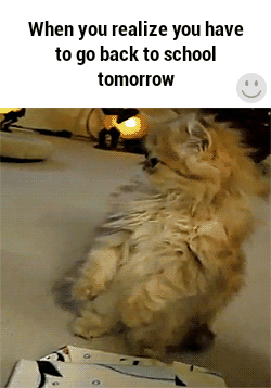 Follow back GIF - Find on GIFER