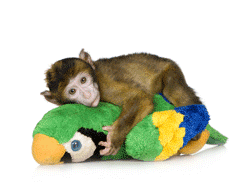 Monkey GIF - Find on GIFER