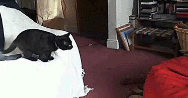 Happy community animal GIF - Find on GIFER