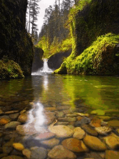 GIF nature - animated GIF on GIFER