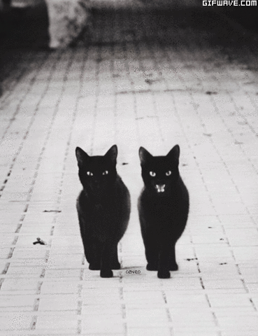 Cat art GIF - Find on GIFER