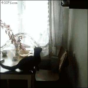 Cat animals jumping GIF - Find on GIFER