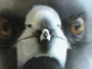 GIF loop birds - animated GIF on GIFER