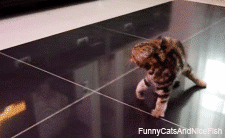 GIF cat scared kitten - animated GIF on GIFER