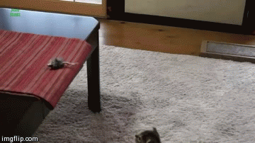 User GIF - Find on GIFER