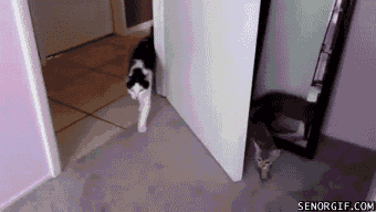 Dog jump food GIF - Find on GIFER