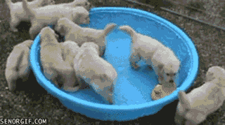 Cute dog animals GIF - Find on GIFER