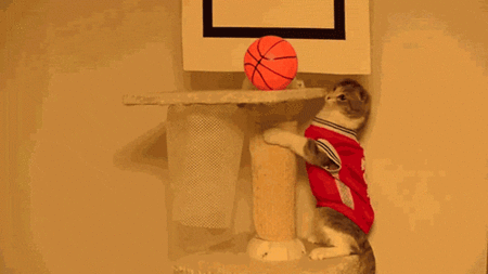 Гифка спорт коты кошки гиф картинка, скачать анимированный gif на GIFER