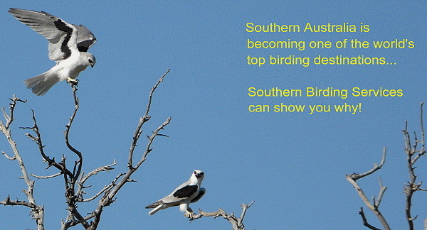 Australia GIF - Find on GIFER