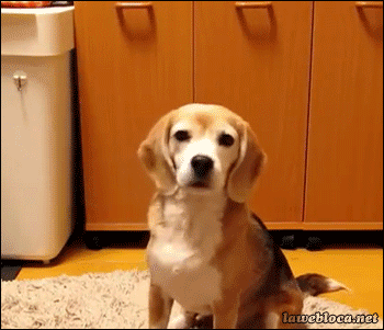 8 out of 10 cats GIF - Find on GIFER