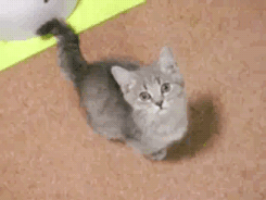 Kitten cat animals GIF - Find on GIFER