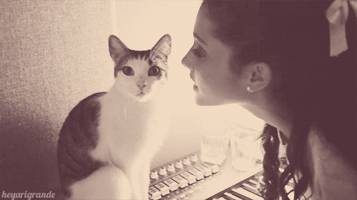 Cat kiss GIF - Find on GIFER