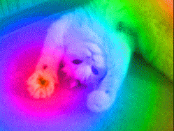 Rainbow psychedelic cat GIF - Find on GIFER