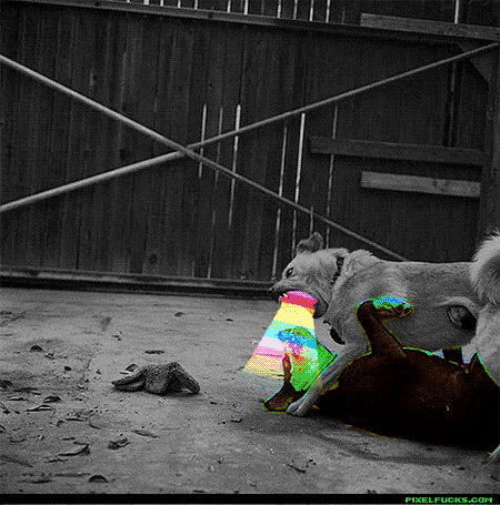 GIF raro estranho excentrico - GIF animado em GIFER