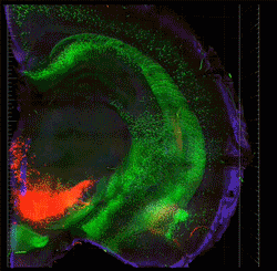GIF technology tech life - animated GIF on GIFER
