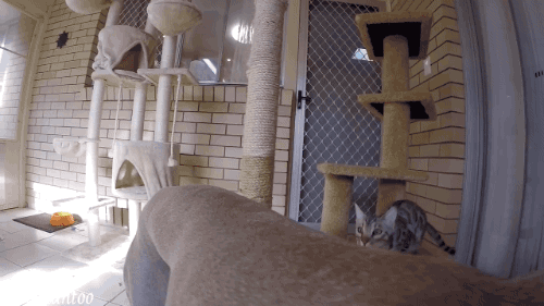 GIF cat animals ball - animated GIF on GIFER