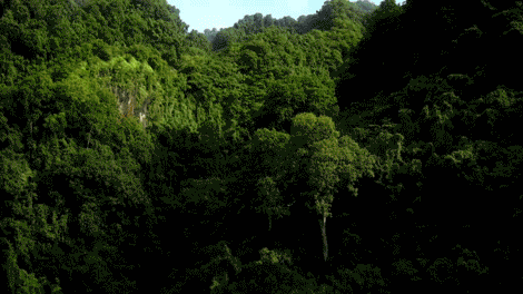 Australia survivor survivorau GIF - Find on GIFER