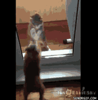 Cat dog fight GIF - Find on GIFER