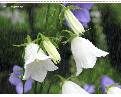 Gif De Flores Animadas Floreciendo Gifs Animados De Flores