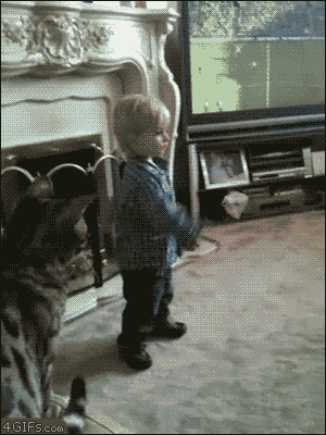 Funny cat surprise GIF - Find on GIFER