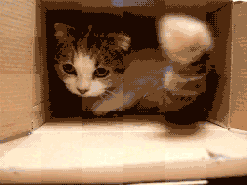 GIF cat animals box - animated GIF on GIFER