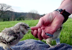 Baby birds GIF - Find on GIFER