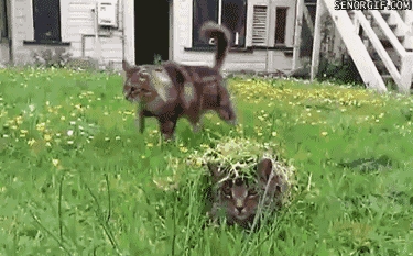 Nature cat GIF - Find on GIFER