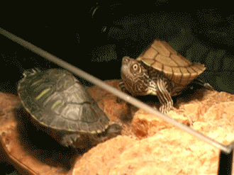 Top o made GIF - Find on GIFER