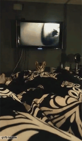 GIF bed - animated GIF on GIFER