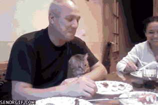 Cat food GIF - Find on GIFER