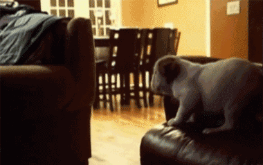 Dog page jumping GIF - Find on GIFER