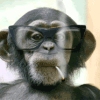 GIF monkey - animated GIF on GIFER