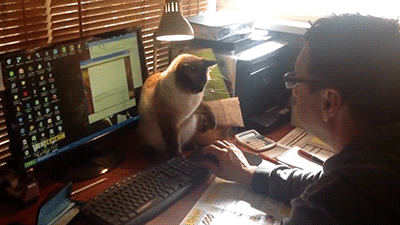 Cat computer GIF - Find on GIFER