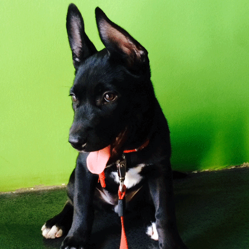 GIF the secret life of pets - animated GIF on GIFER