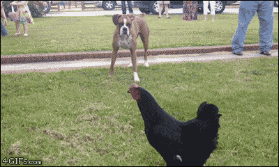 GIF mom dog chicken - animated GIF on GIFER