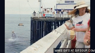 GIF week shark - animated GIF on GIFER