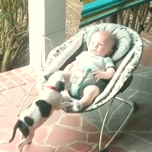GIF dog - animated GIF on GIFER