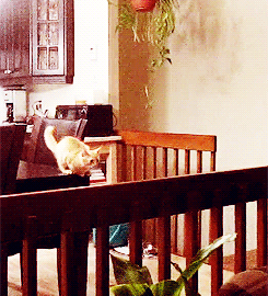 Cat animals kitten GIF - Find on GIFER