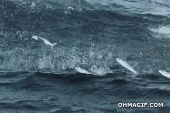 Flying animals amazing GIF - Find on GIFER