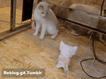 Life daily GIF - Find on GIFER