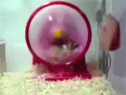 Гифка not real гиф картинка, скачать анимированный gif на GIFER