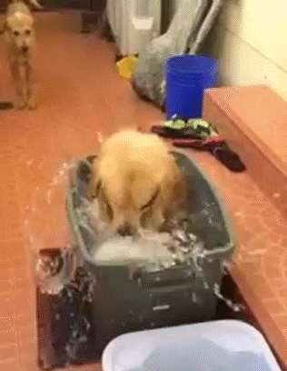 Water dog GIF - Find on GIFER