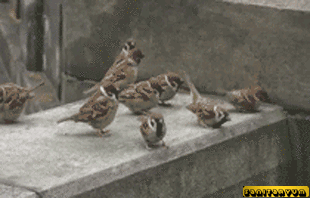 Ufc bird GIF - Find on GIFER