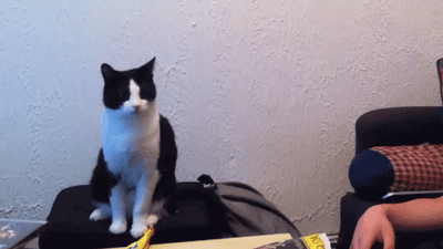 Cat reaction GIF - Find on GIFER