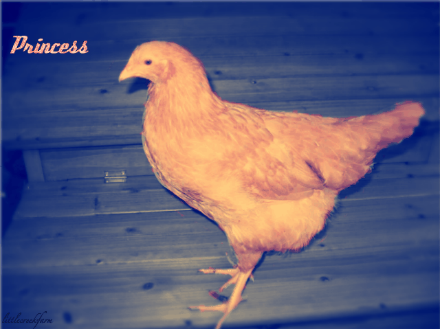 Chicken GIF - Find on GIFER