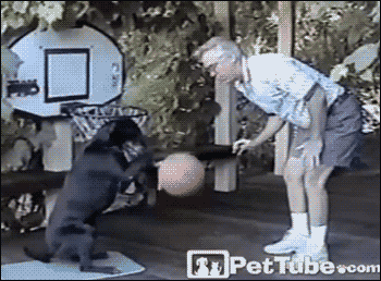 GIF sports basketball animals - animated GIF on GIFER